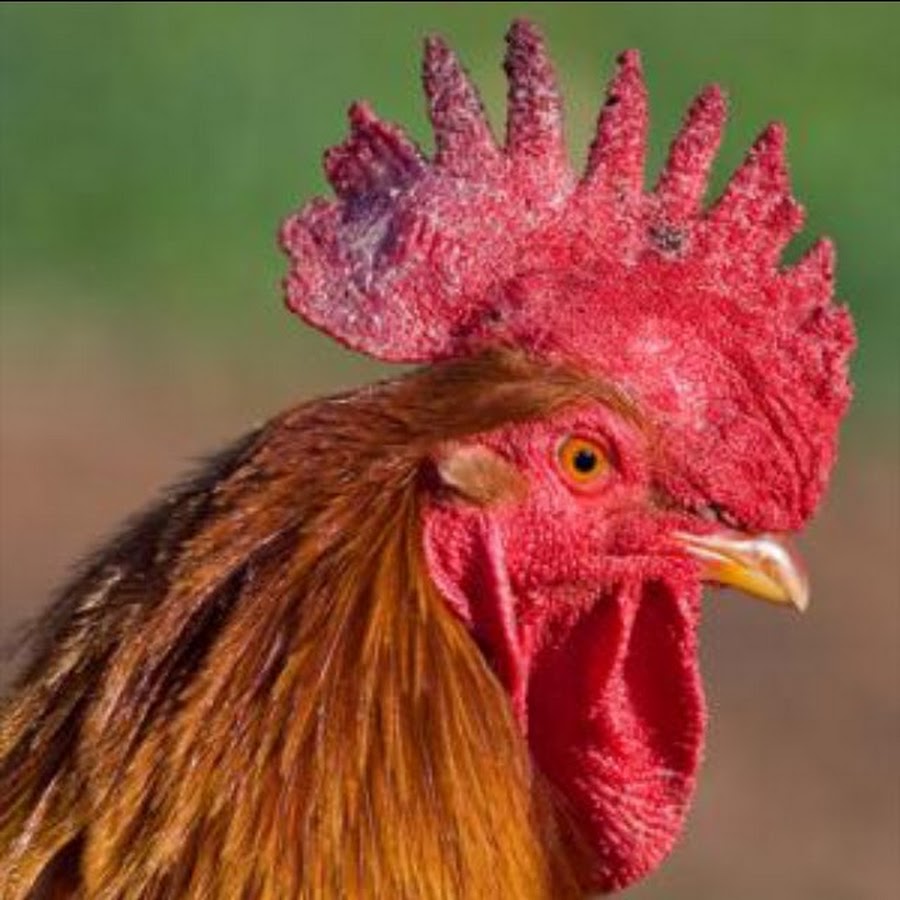 Angry Rooster - YouTube