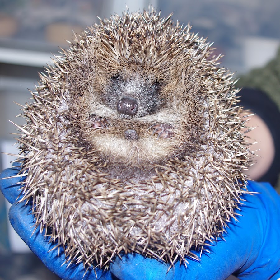 Spike the Hedgehog and Friends - YouTube