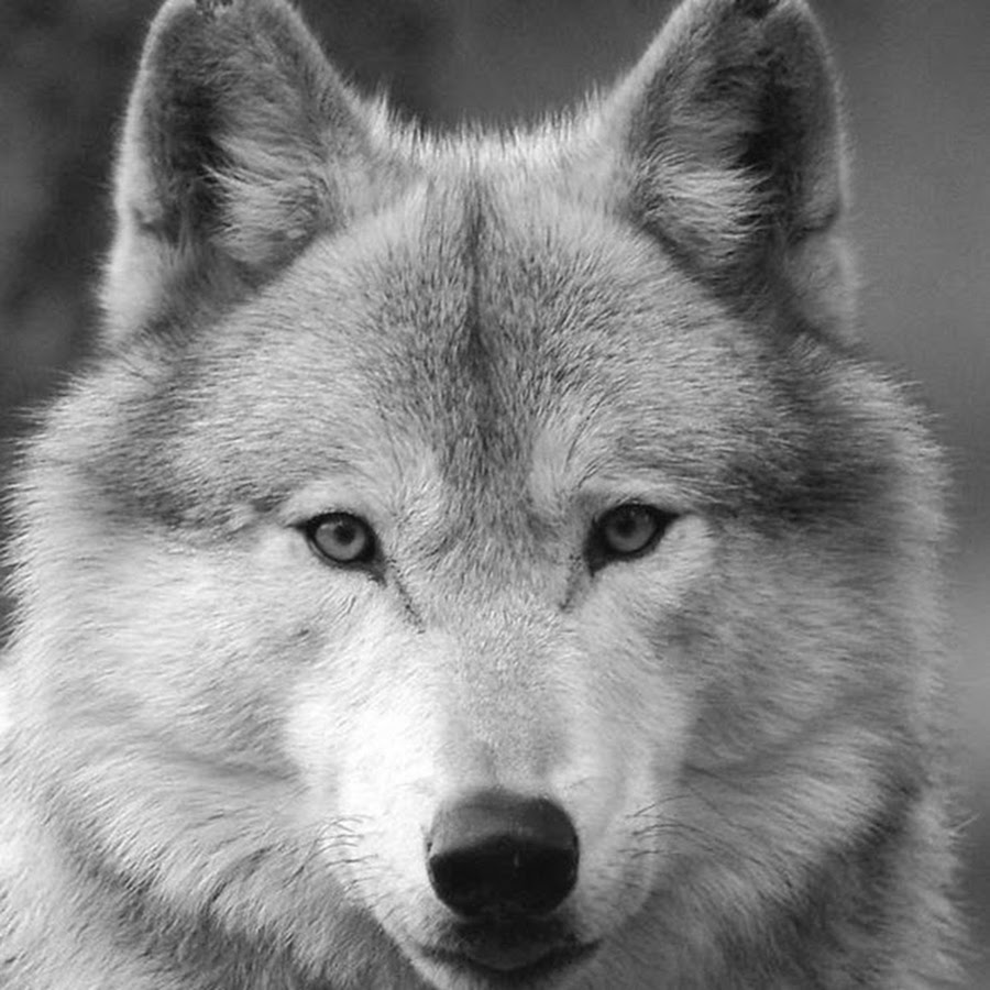 Rogue Wolf - YouTube