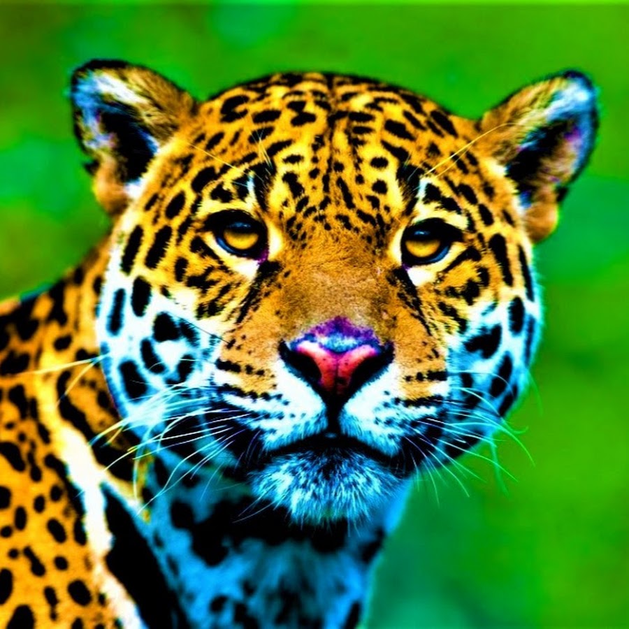 Leopardo Azul - YouTube