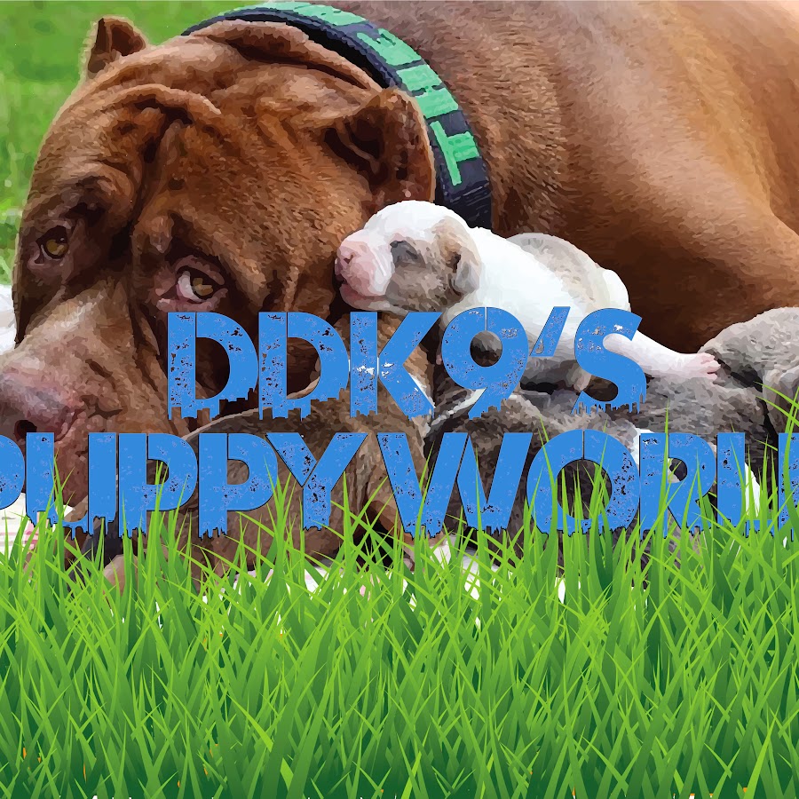 DDK9's Puppy World - YouTube