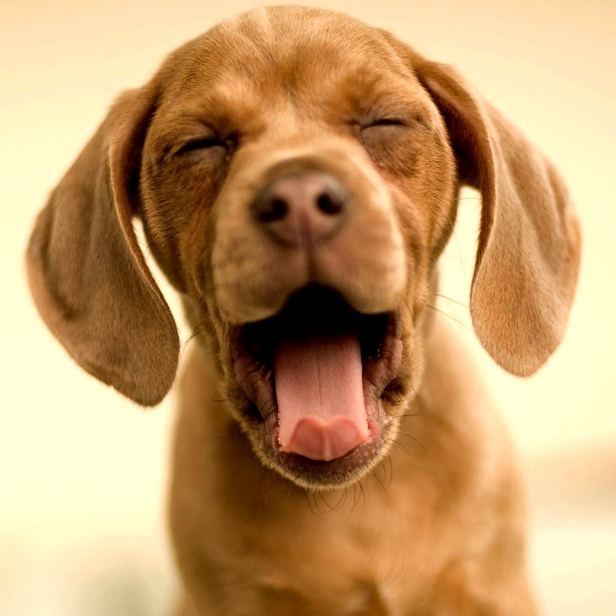 Animaux Rigolo - YouTube