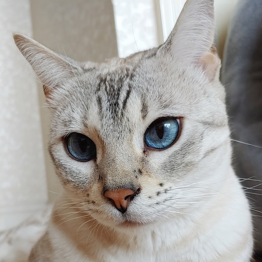 호랭이하늘이 뱅갈고양이 Double Bengal Cats - YouTube