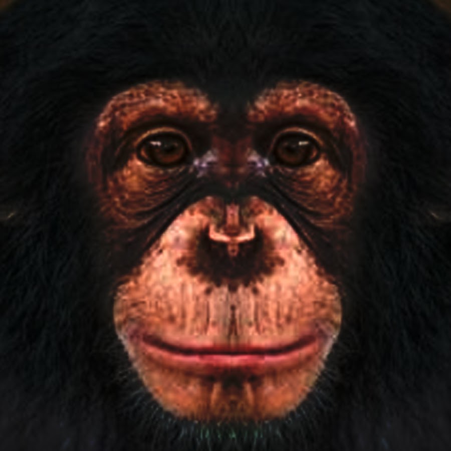 RANDOM CHIMP EVENT - YouTube