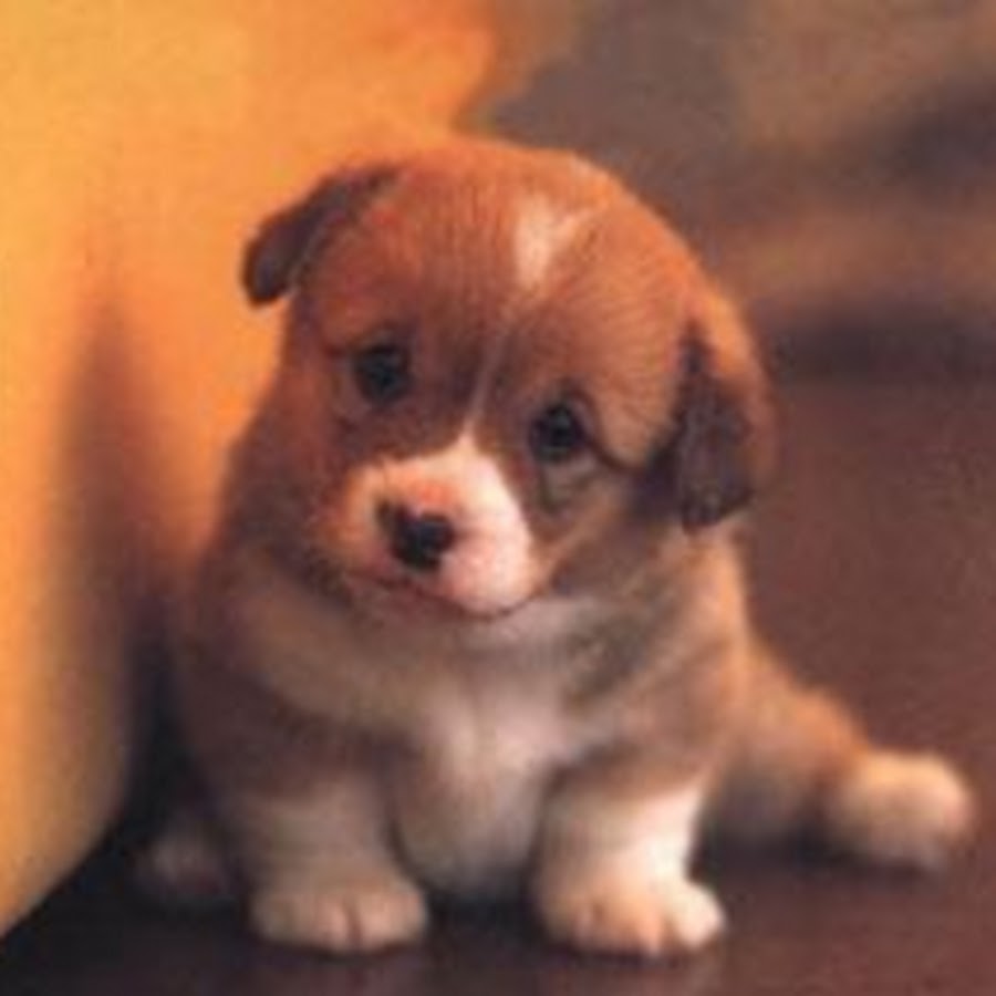 im a little cute doge - YouTube