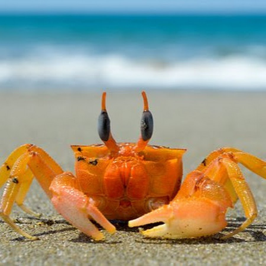 crustation nation 2.o - YouTube