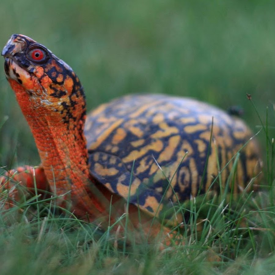 Redneck Turtles - YouTube