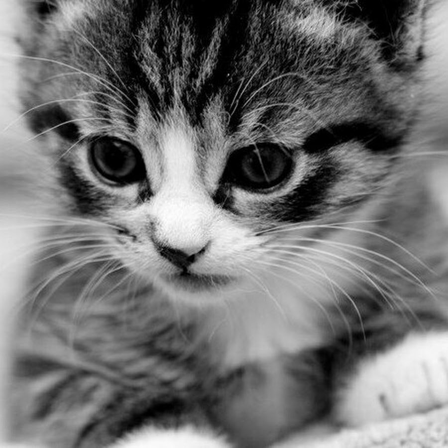 Nasty Cat YouTube