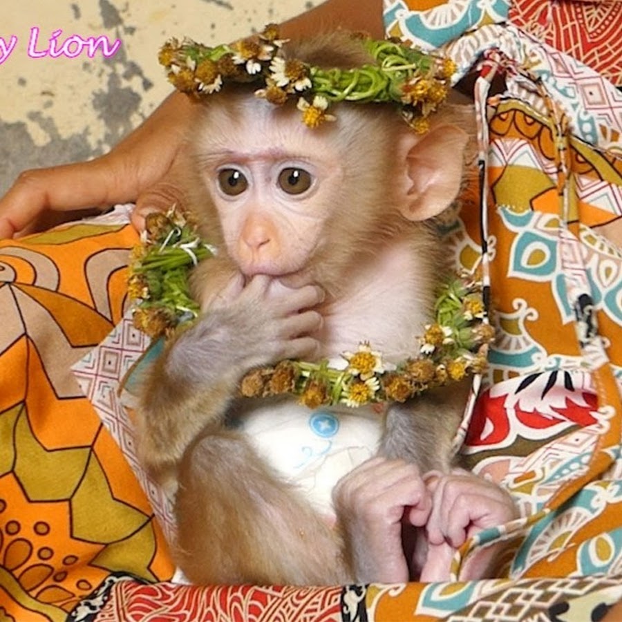 Monkey Maya - YouTube