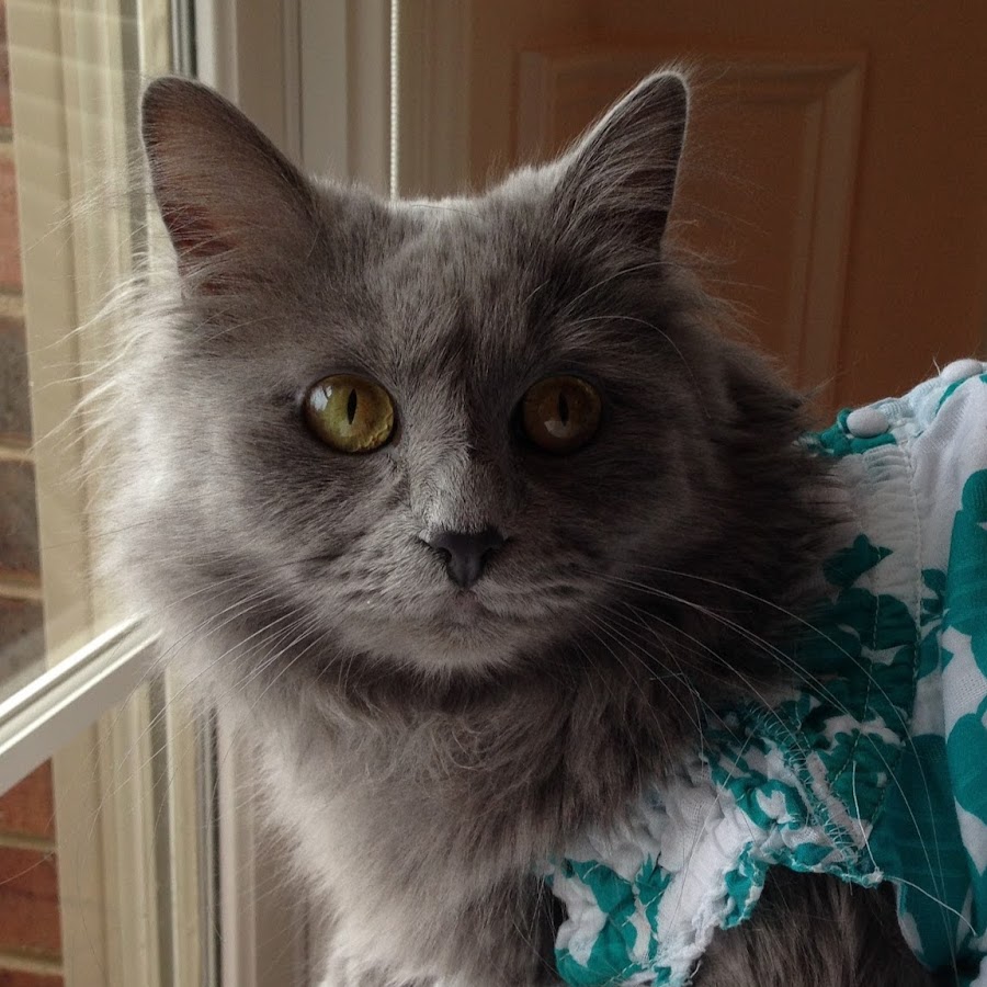 The Heidi Cat - YouTube