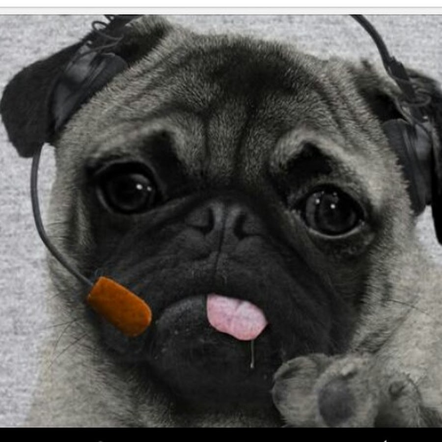 Gaming Pug! - YouTube