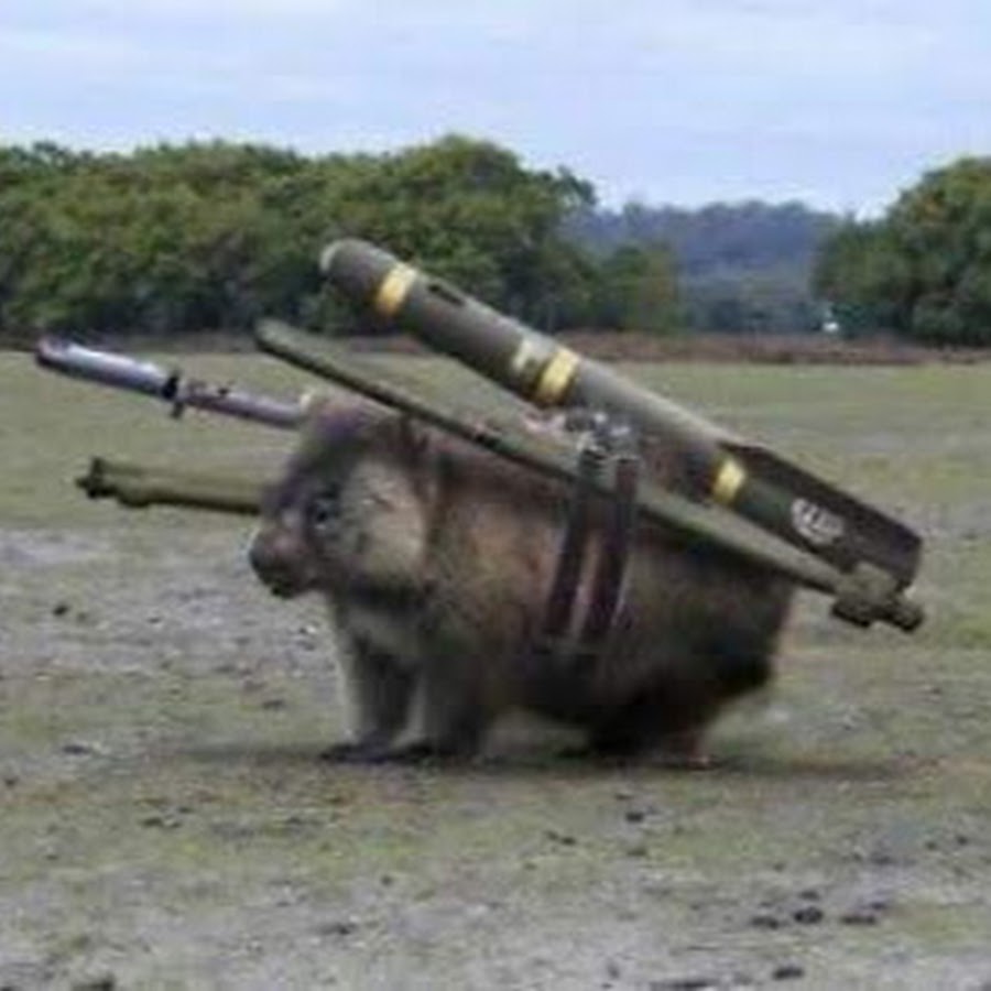 Combat Wombat - YouTube
