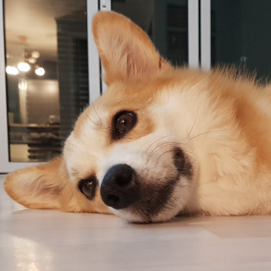 롱다리 웰시코기 토리Long-legged Corgi TORI - YouTube