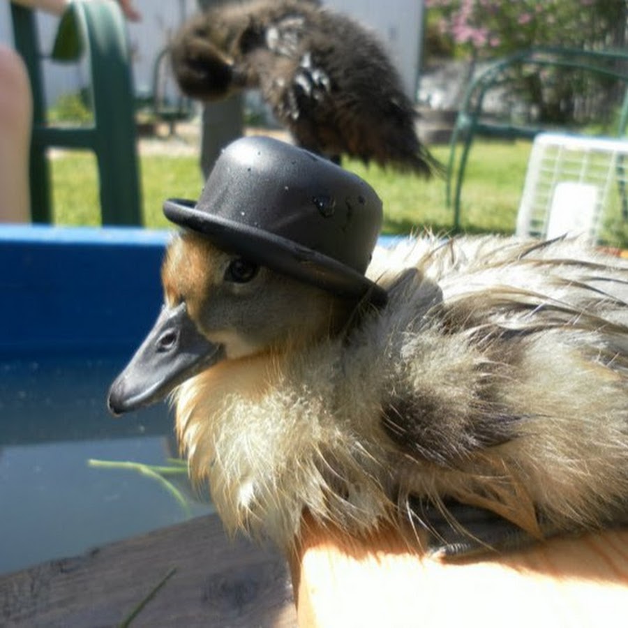 Duck Lord - YouTube