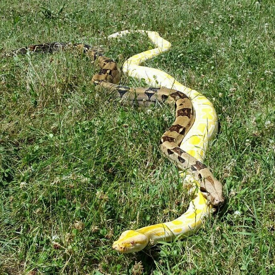 Krajta&Hroznýš - YouTube