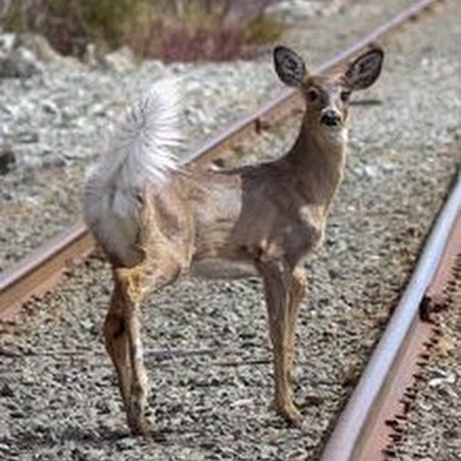 some fluffy deer - YouTube