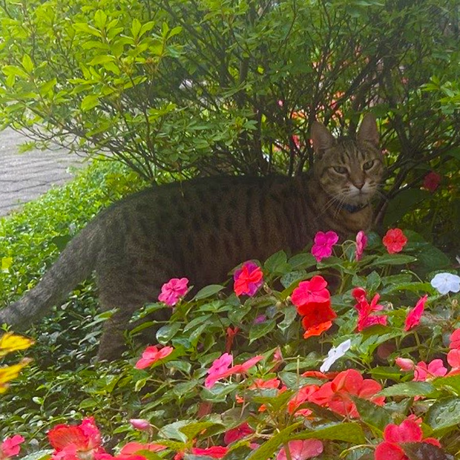 Alex Gamer - YouTube