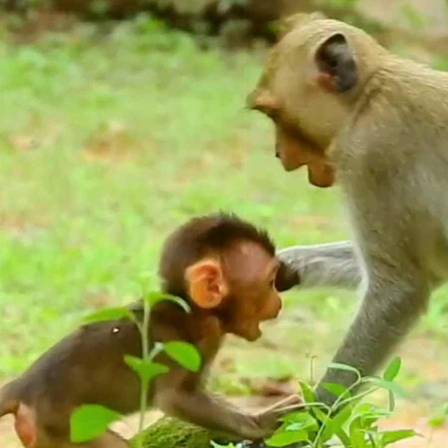 Monkey Tube - YouTube