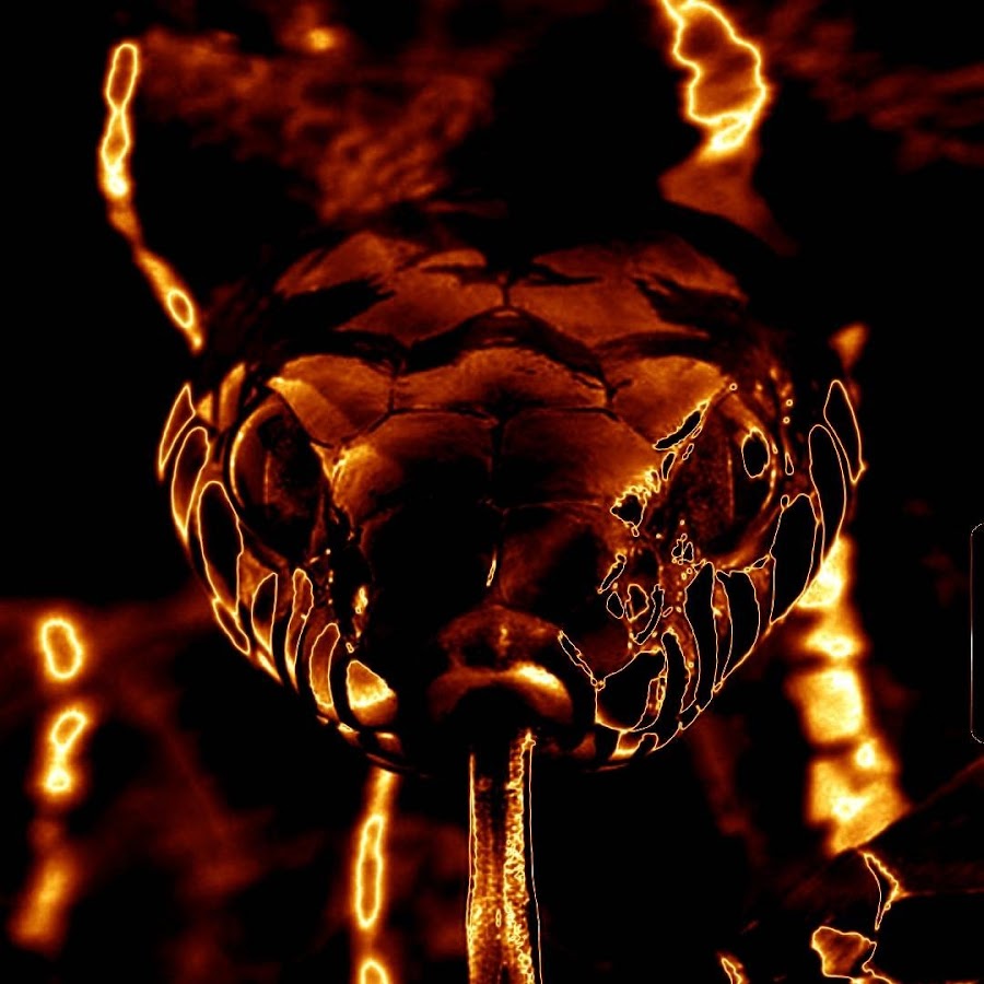 Drake The Snake - YouTube