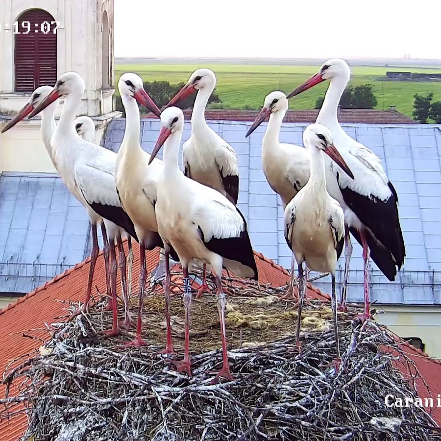 Barza Albă I Carani I Wildlife Romania - YouTube