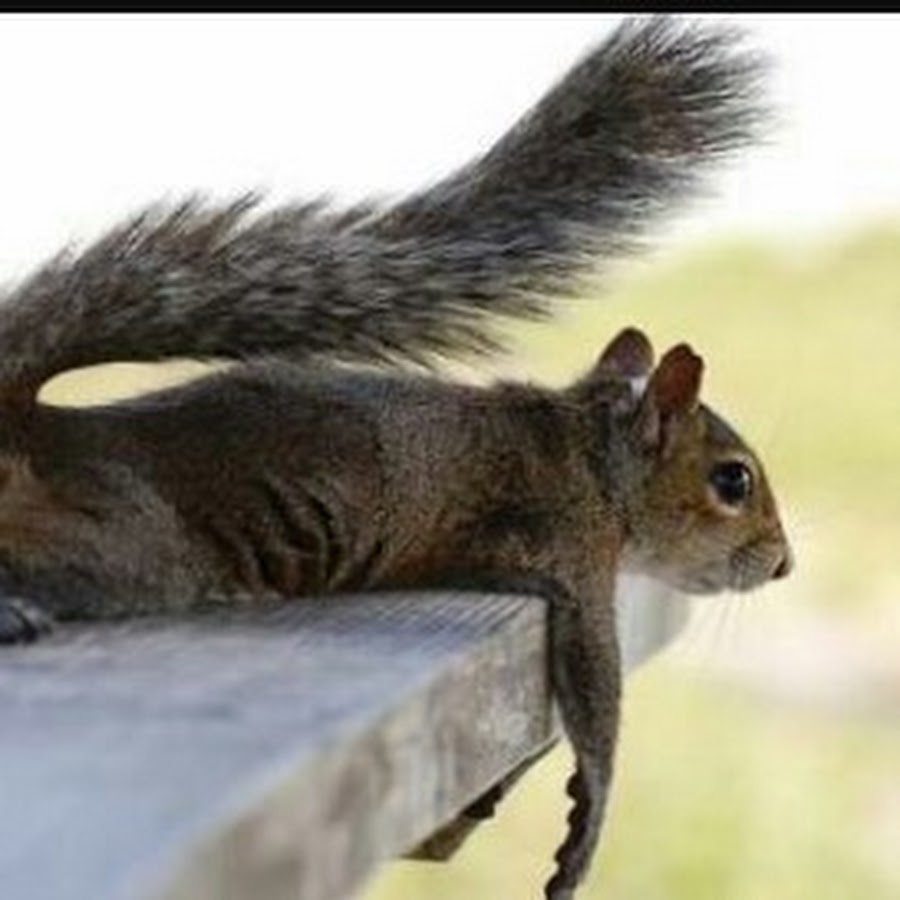 Squirrel DEE - YouTube