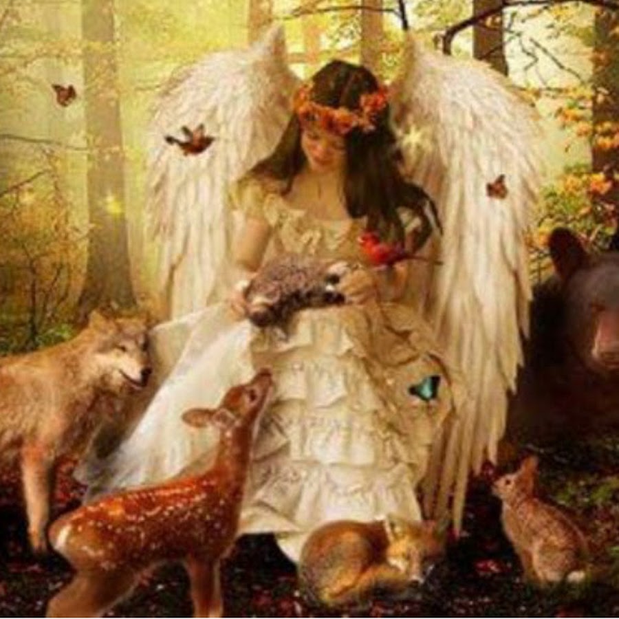 Angel For Animals - YouTube