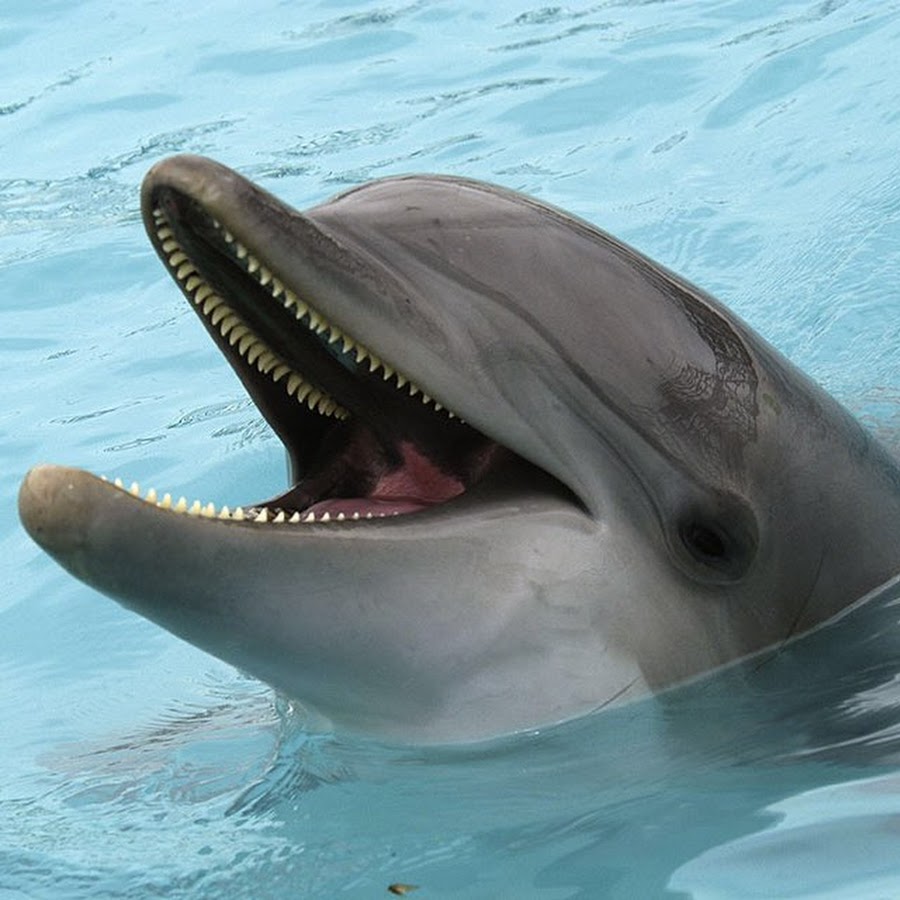 Squeaky Dolphin - YouTube