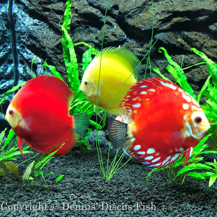 Dennis Discus Fish - YouTube