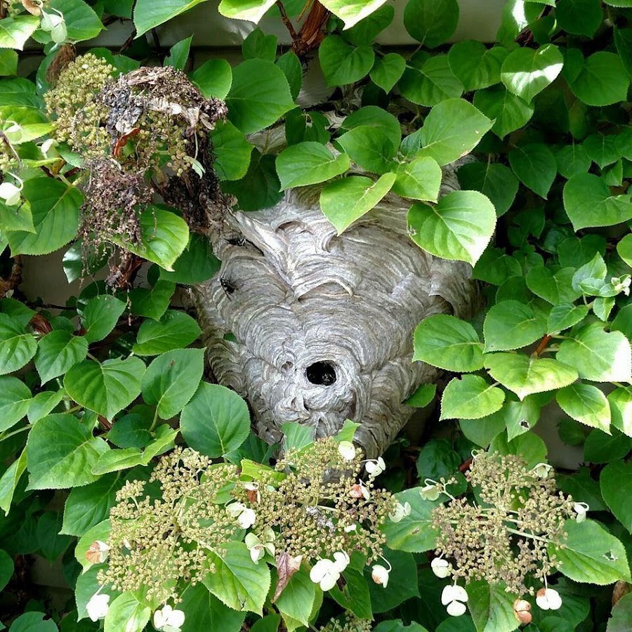 The Bee Man - YouTube