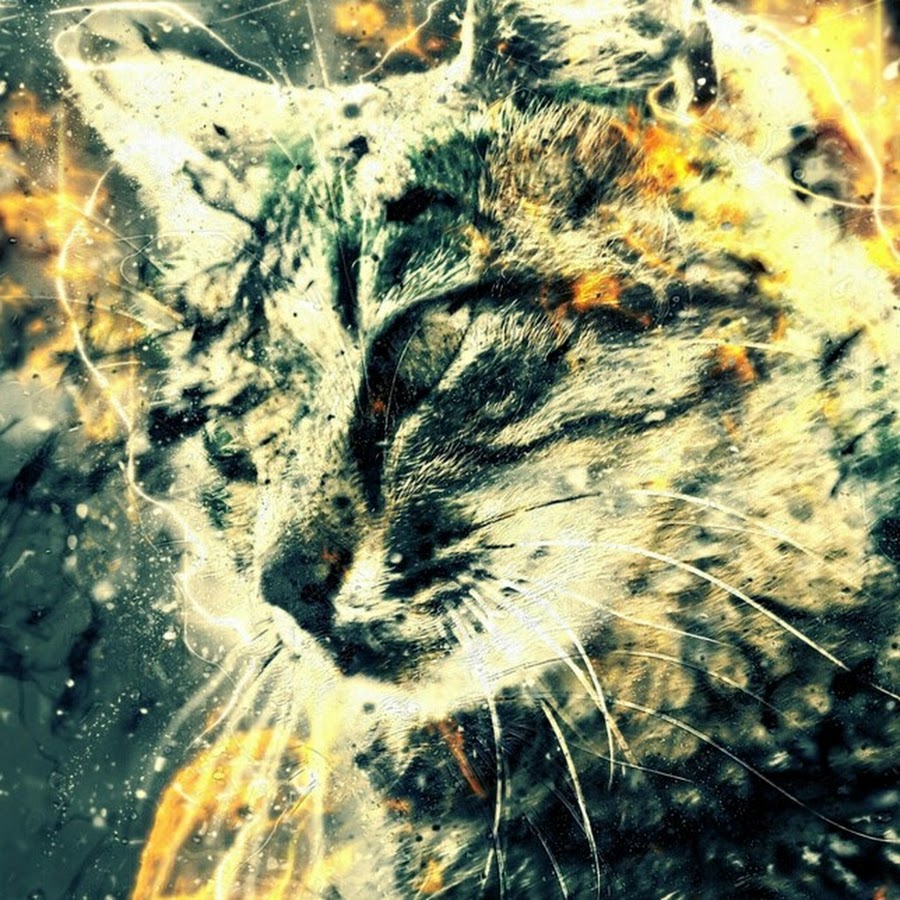 sapphire cat - YouTube