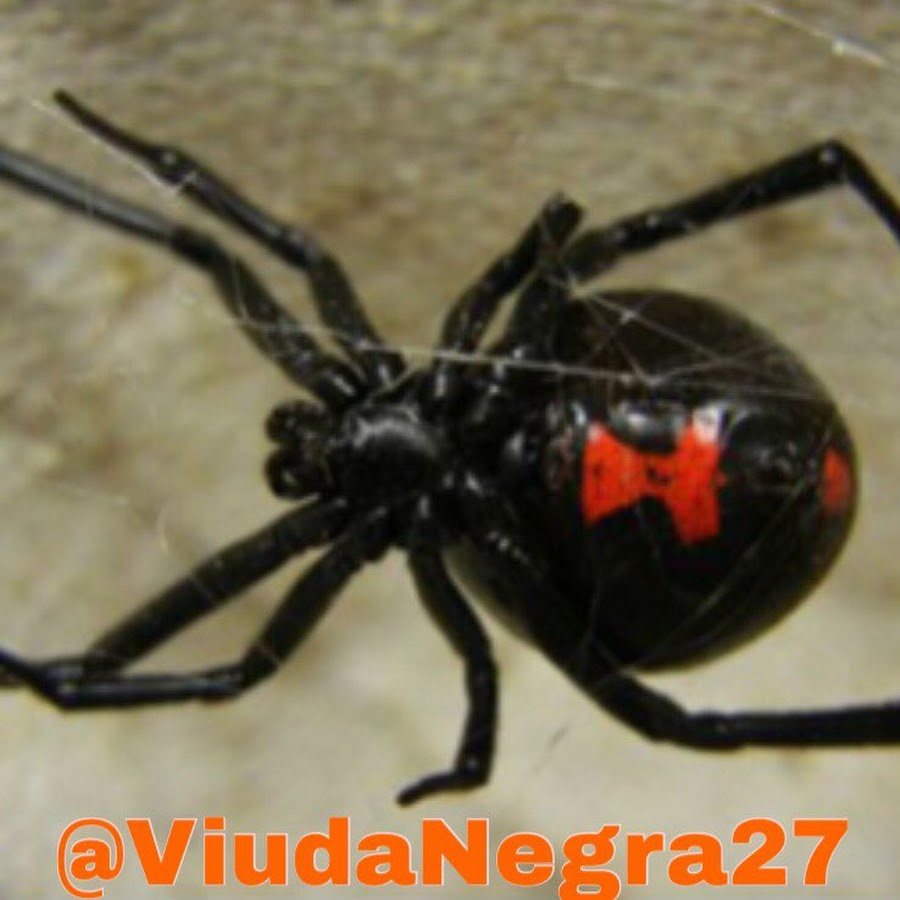 Viuda Negra Producciones - YouTube