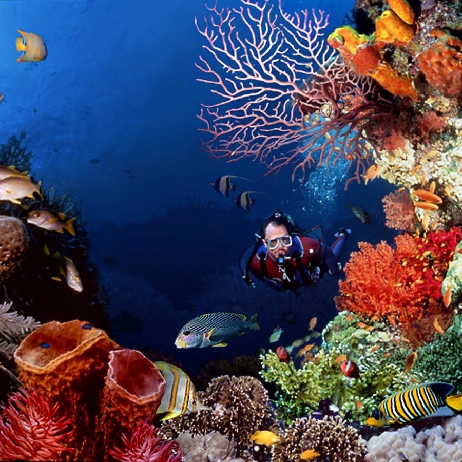 Plongée Maroc - Diving Morocco - YouTube