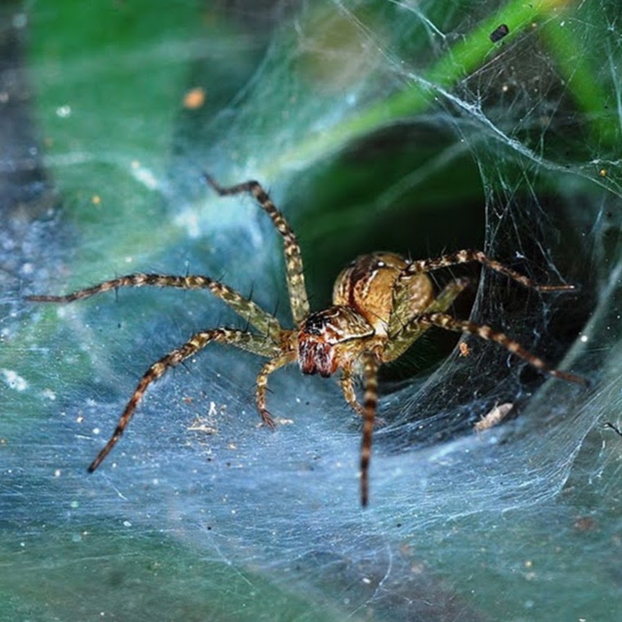 King Spider - YouTube