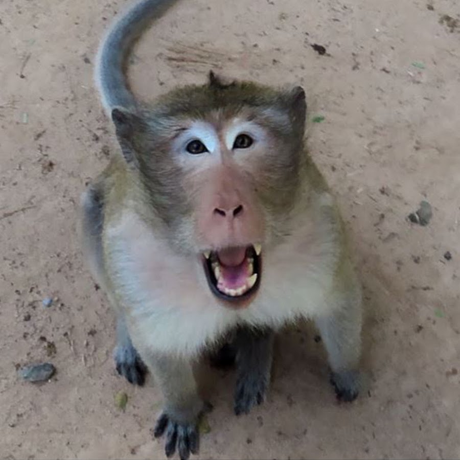 Monkey Live 4K - YouTube