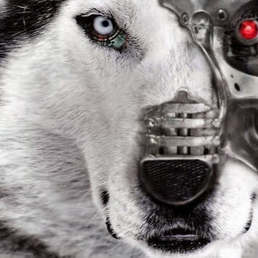 CYBERWOLF - YouTube
