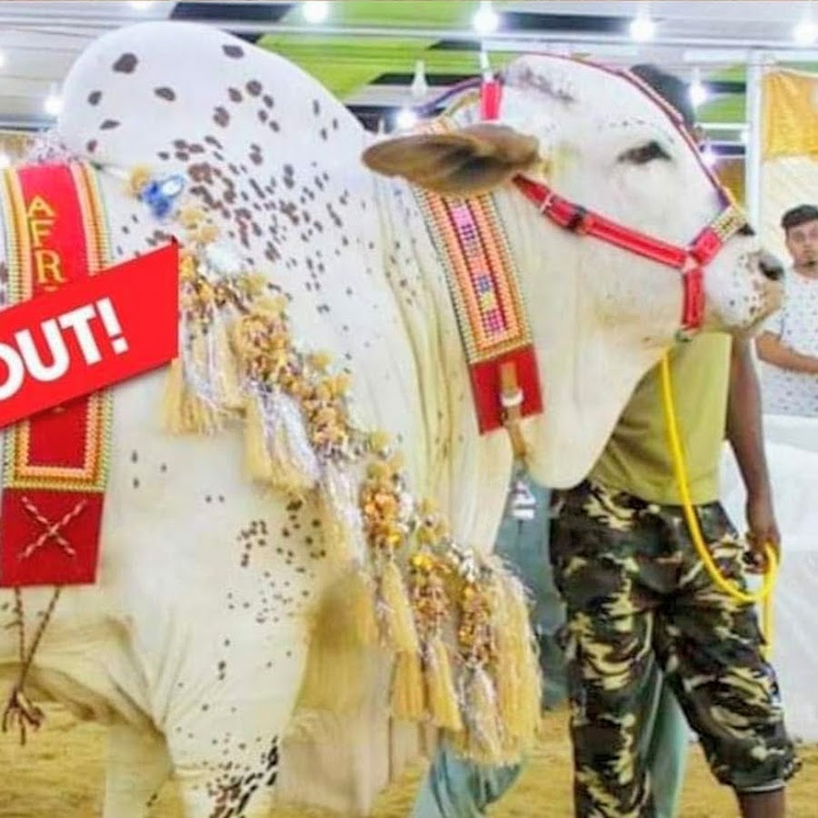 Karachi cow mandi 2020 - YouTube