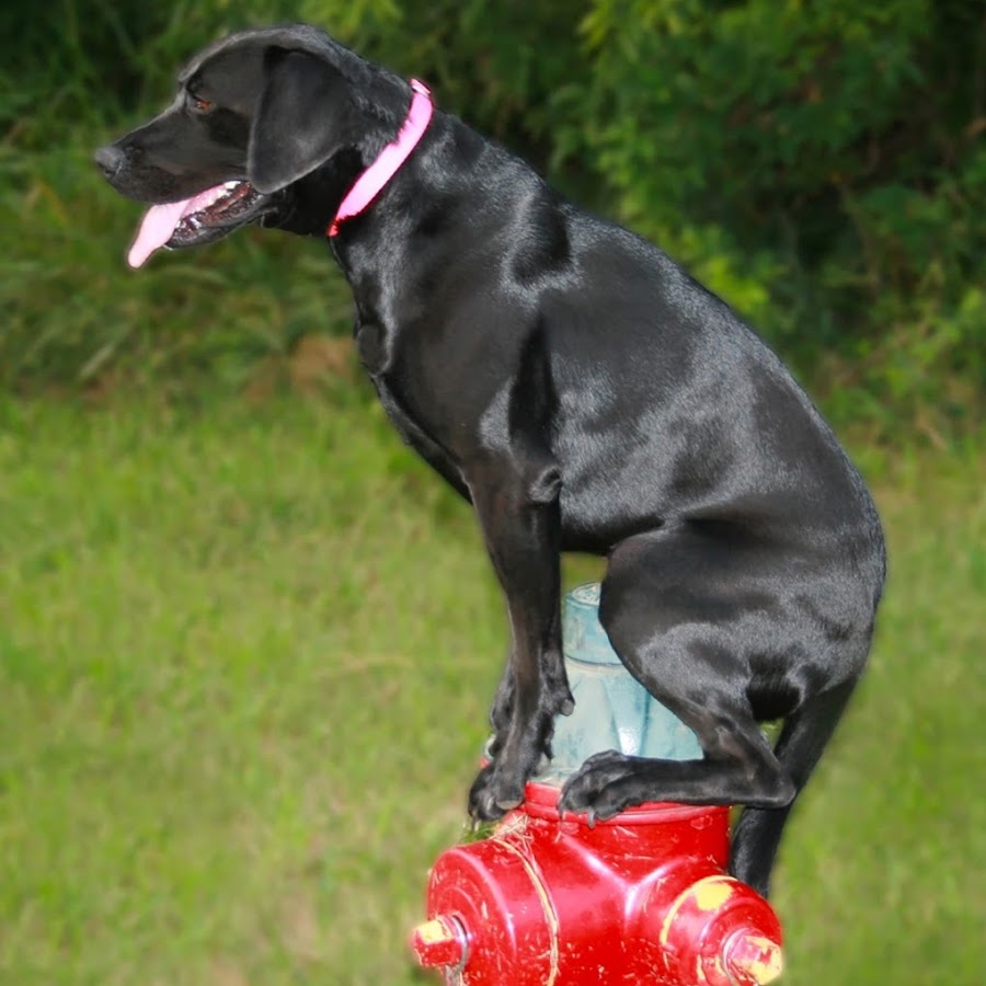 Crimson K9 Dog Training YouTube