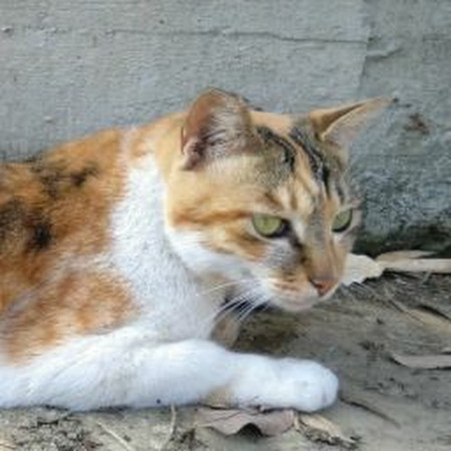 Poisonous Cat - YouTube