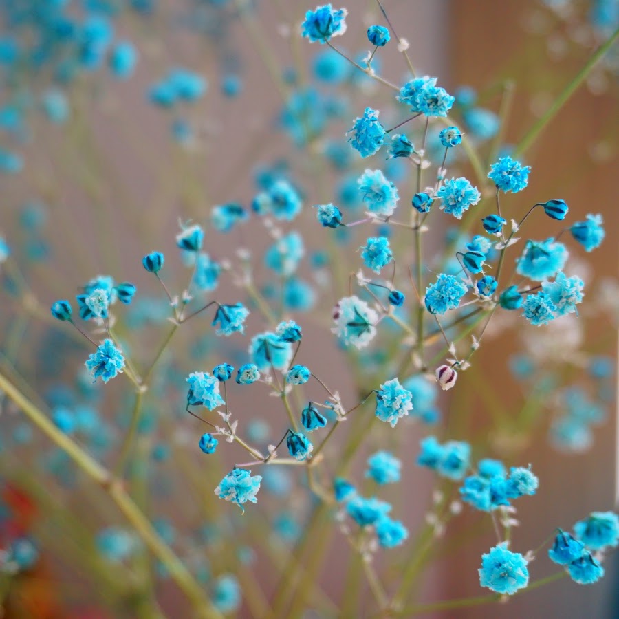 ASMR FLOWER. - YouTube