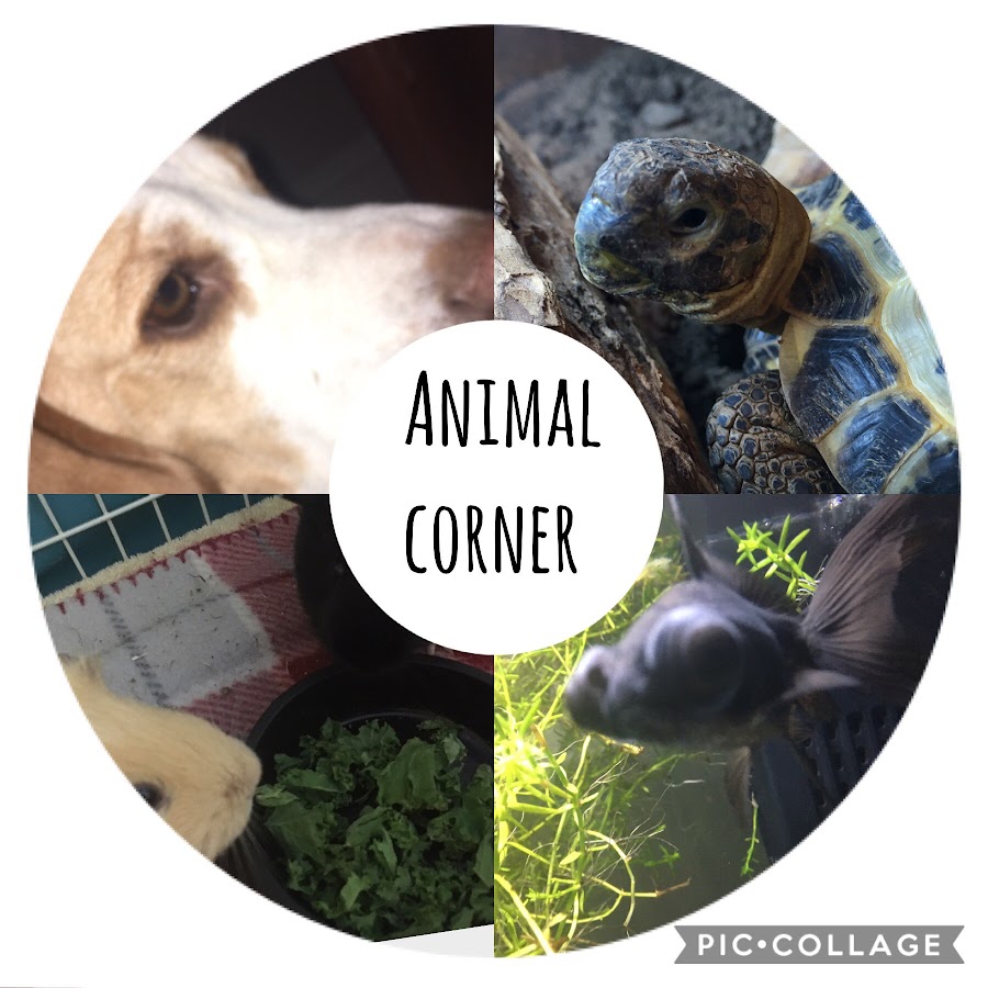 Animal Corner - YouTube