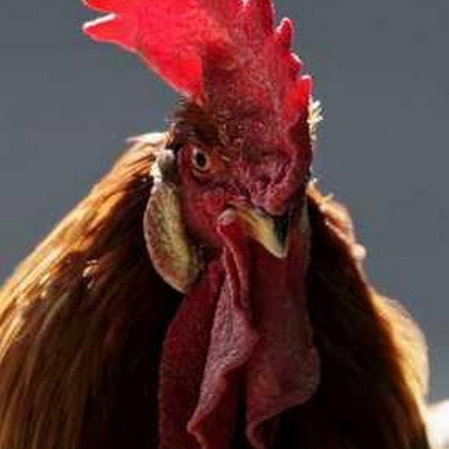 AngryRooster - YouTube