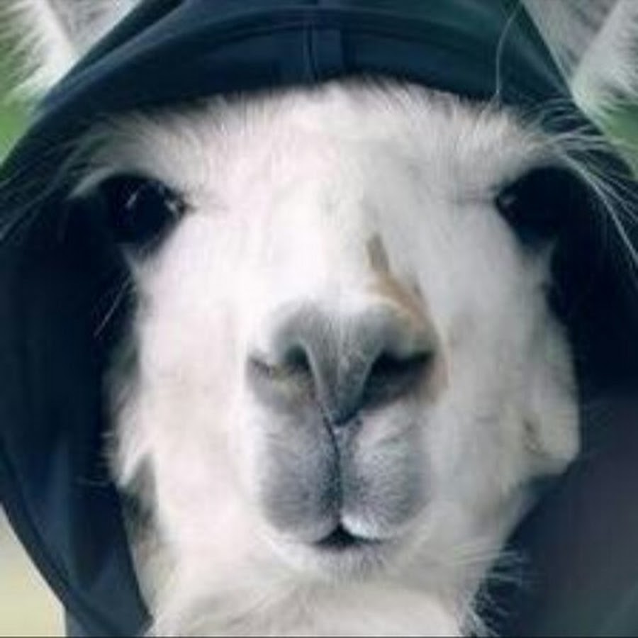 the random llama - YouTube