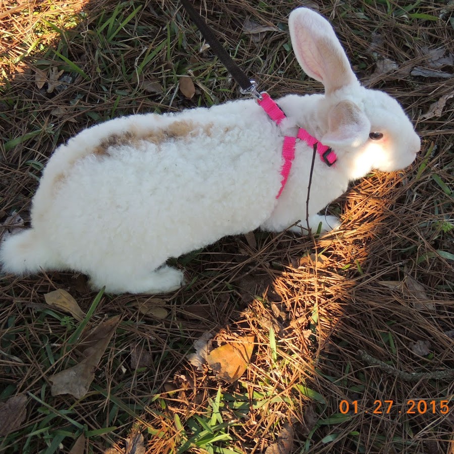 AstrexRabbits - YouTube