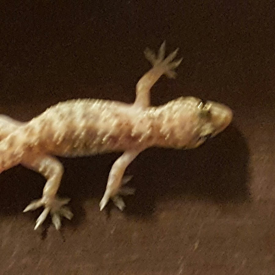 lightning lizard - YouTube