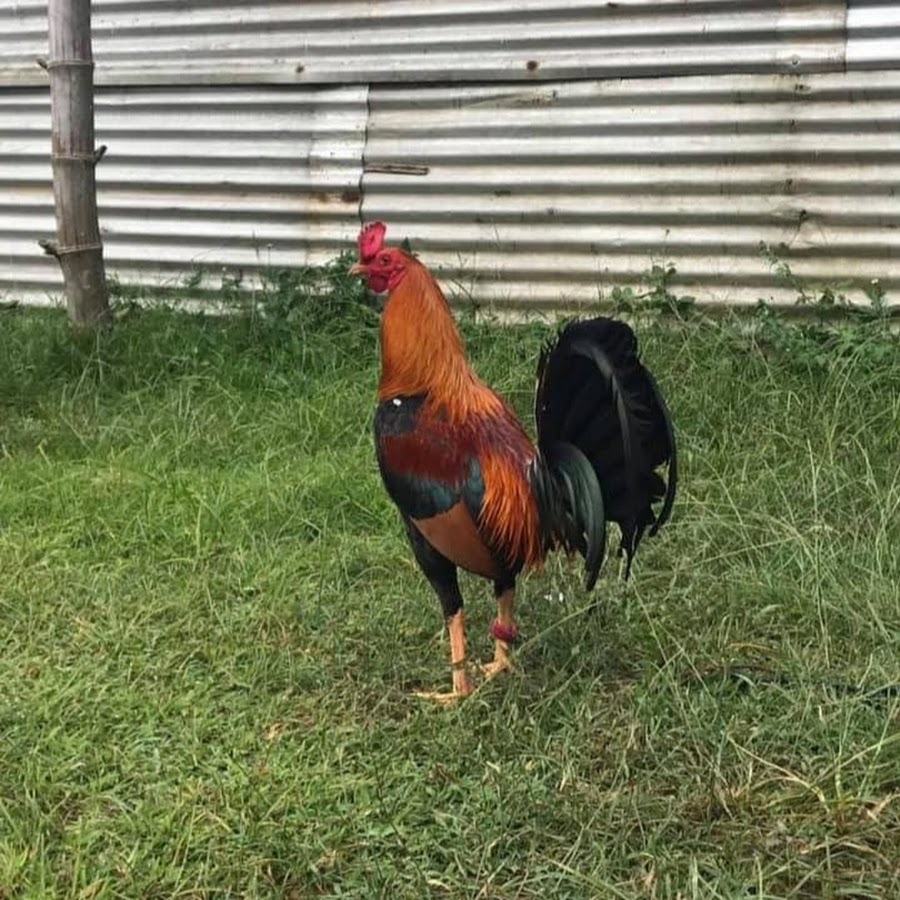 Gamefowl Breeder - YouTube