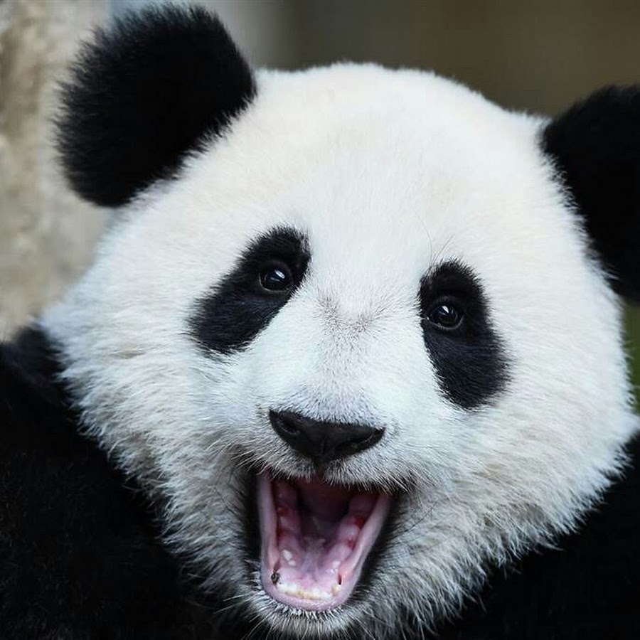 swag panda - YouTube