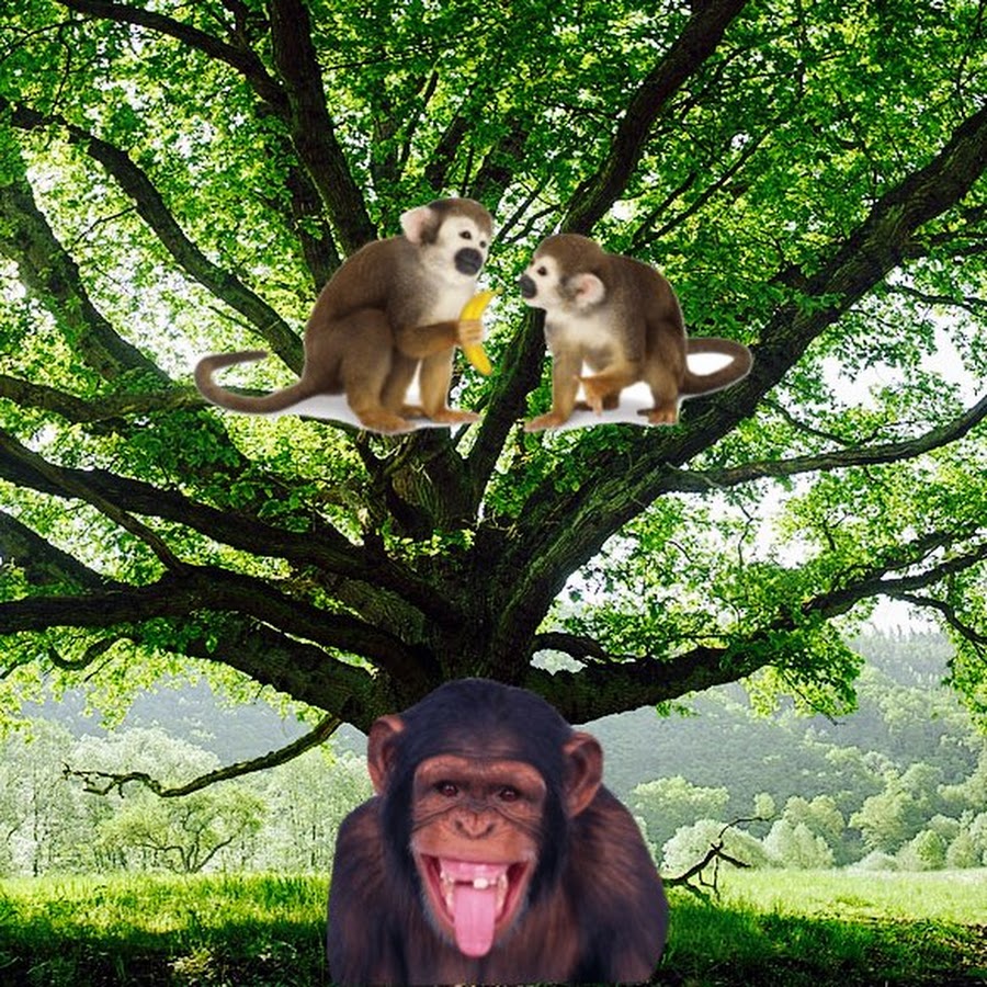 Two Monkey lips and diseased ape - YouTube