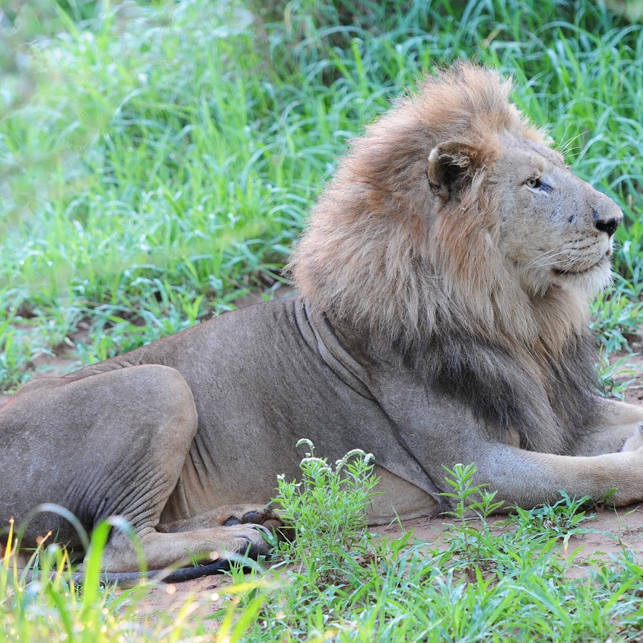 Panthera Leo - YouTube