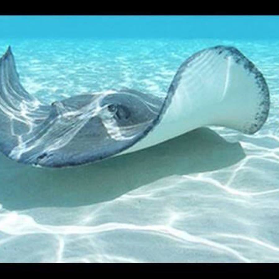 RAYFISH 100 - YouTube