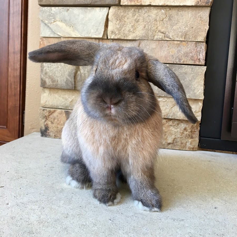 Milo The Bunny - YouTube